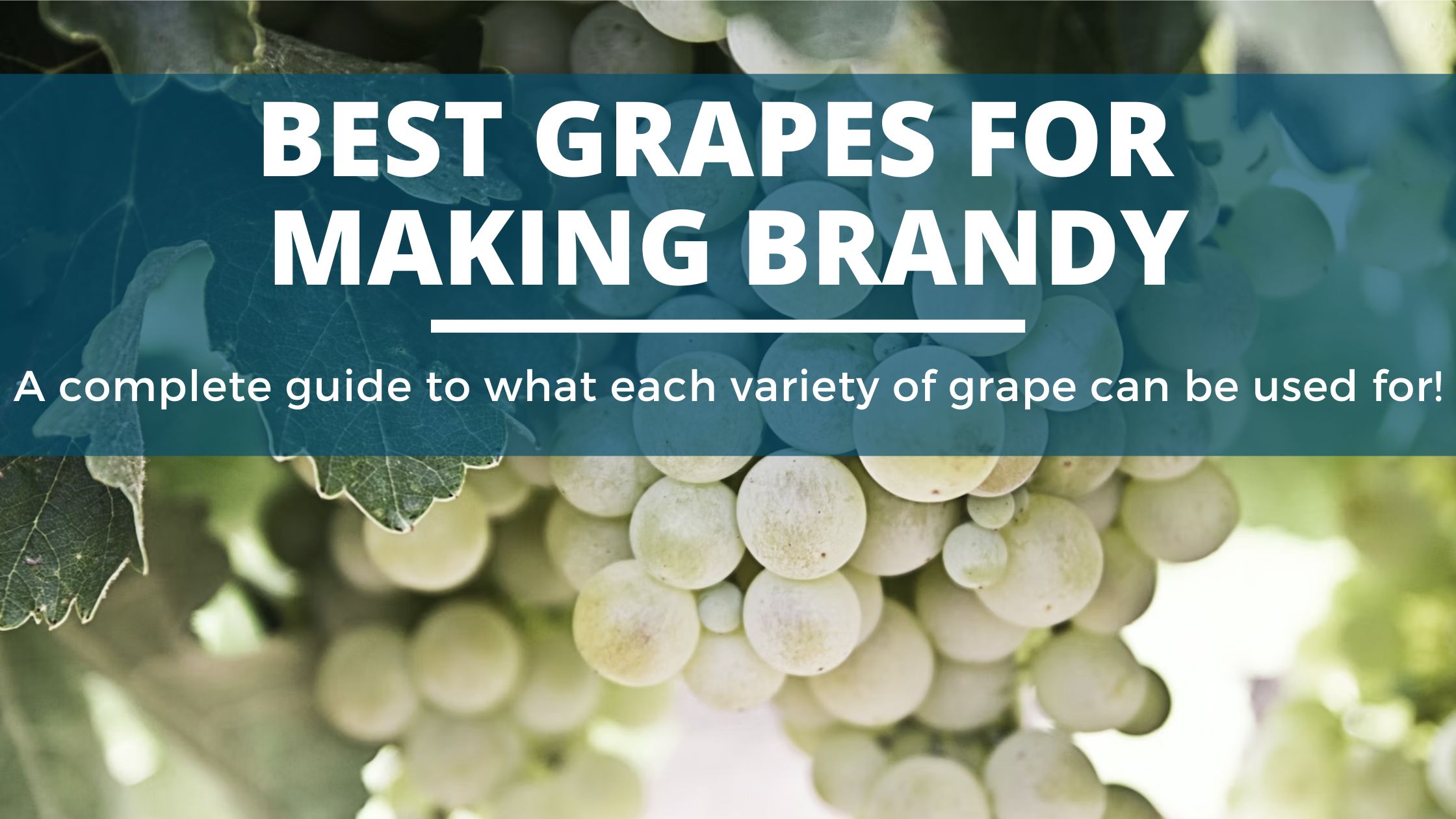 The Best Grapes For Making Brandy (Read This First!) - Distilmate